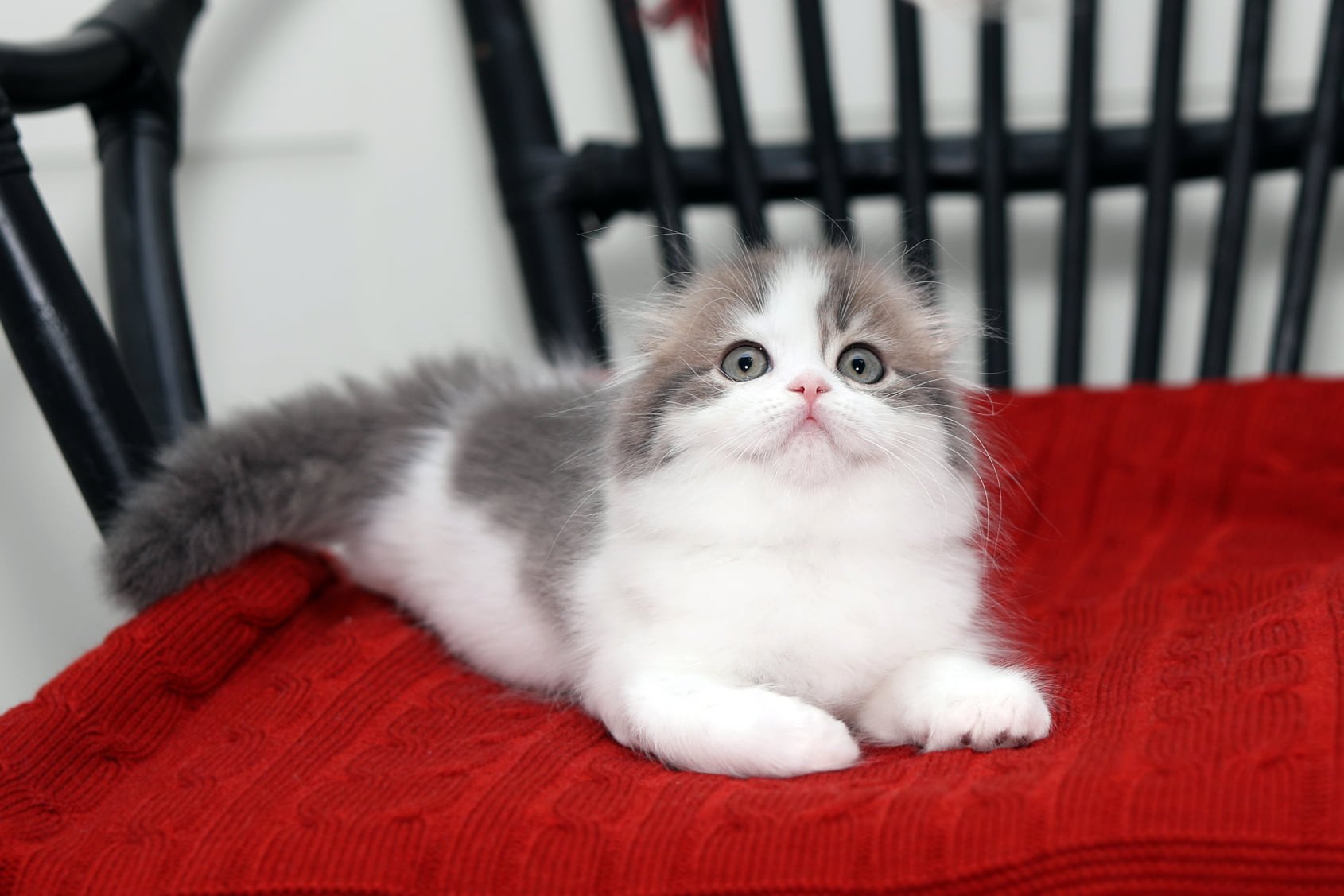 VARNAIS Zeus - Chat Highland Fold Essonne | Chatterie Scottsborough's